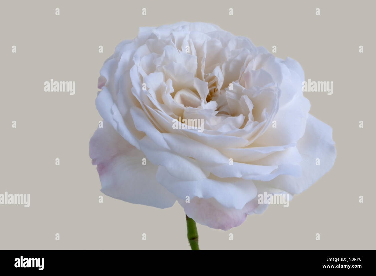 Winchester Cathedral Rose High Resolution Stock Photography and Images ...