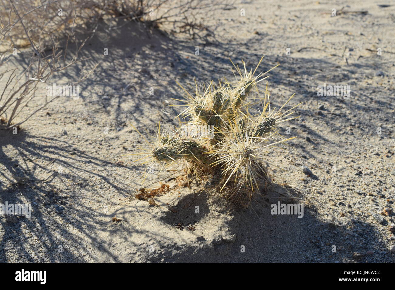 Salton sea cactus hi-res stock photography and images - Alamy