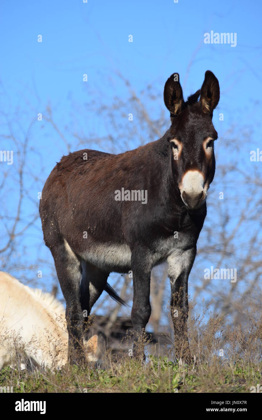 Donkey blue sky hi-res stock photography and images - Alamy