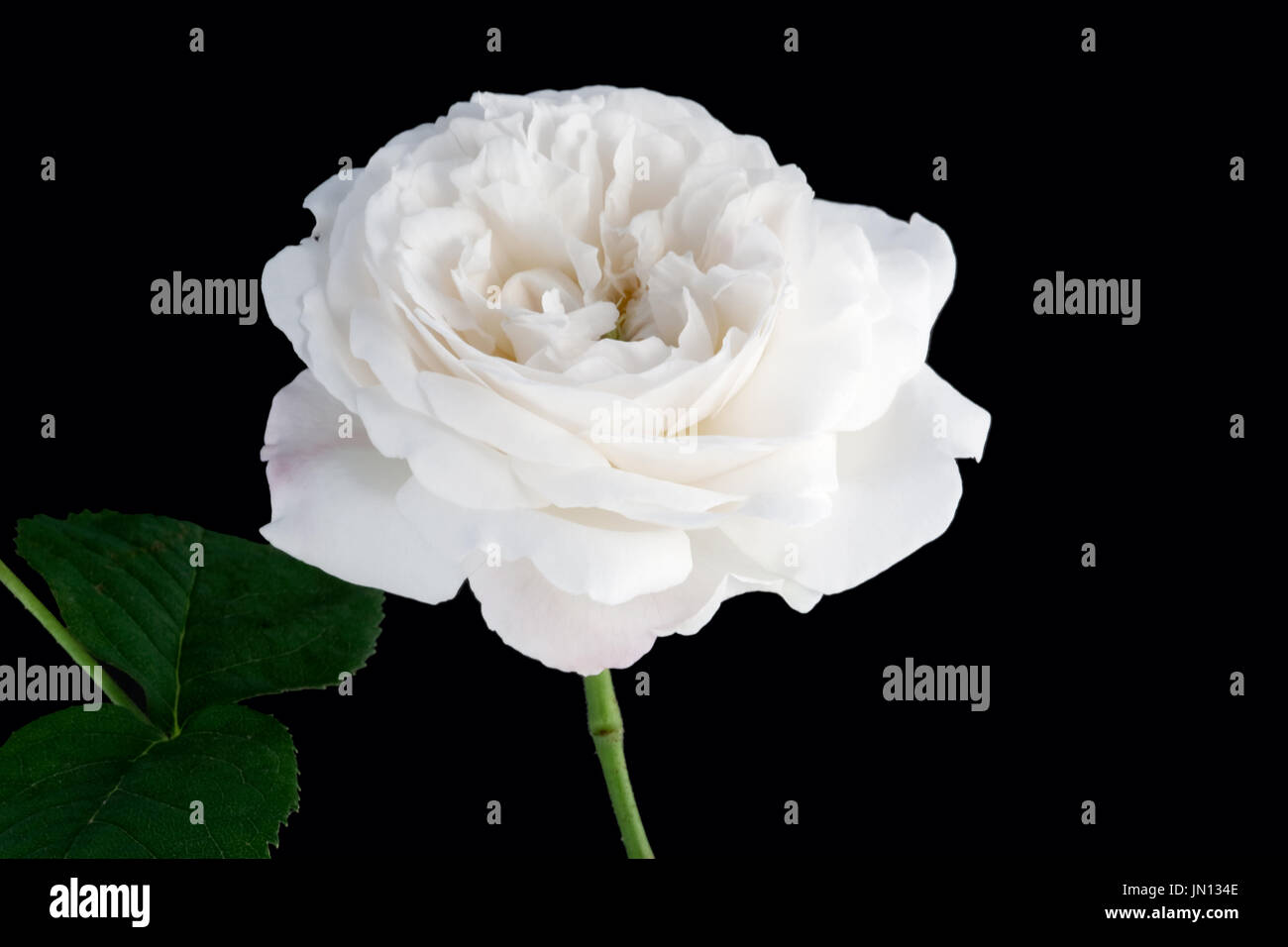 Winchester cathedral rose hi-res stock photography and images - Alamy