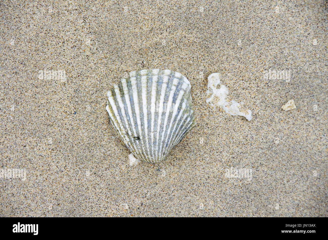 image of a white sea shell in the sand on a beach on coiba island ...
