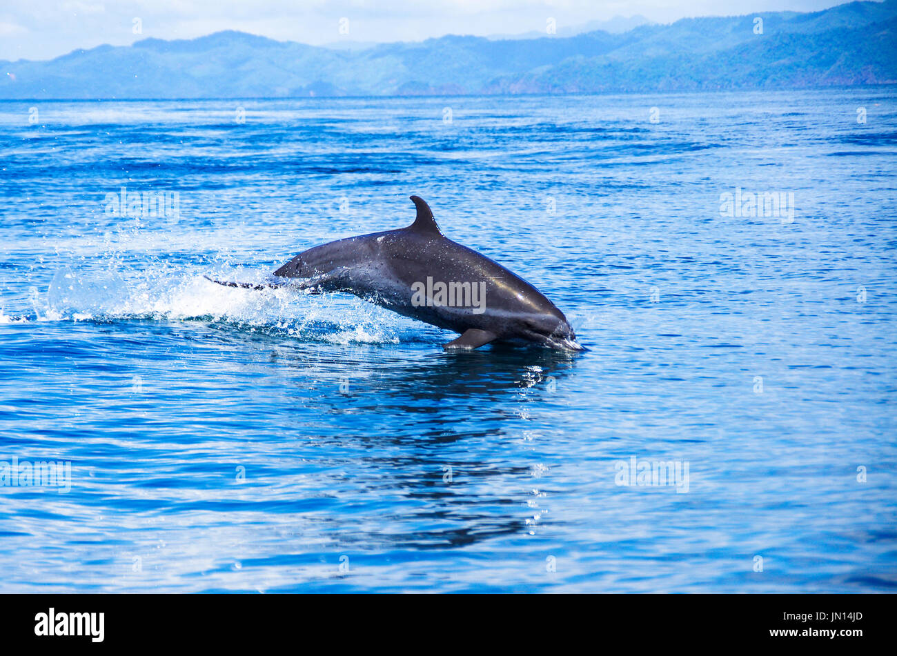 Bottlenose dolphin jumping out of the blue water in the pacific ocean ...