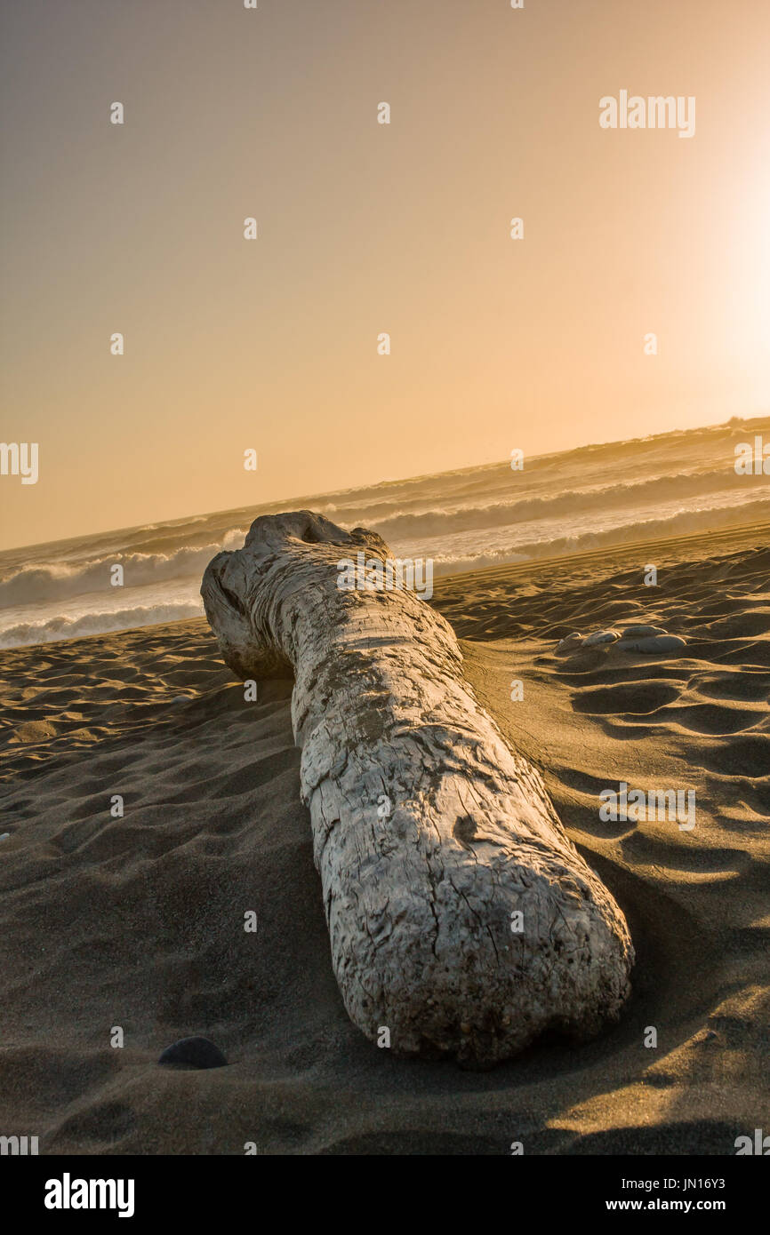 Tree trunk golden light hi-res stock photography and images - Alamy