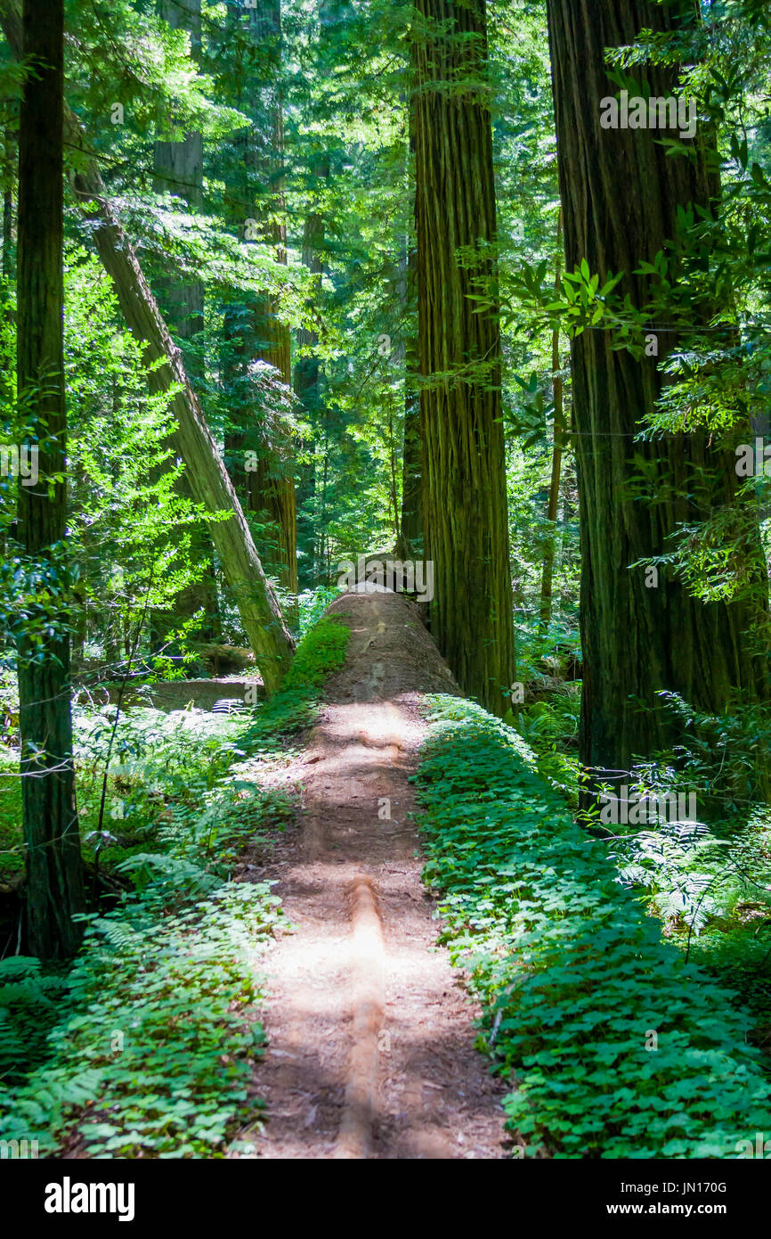 Long tree hi-res stock photography and images - Alamy