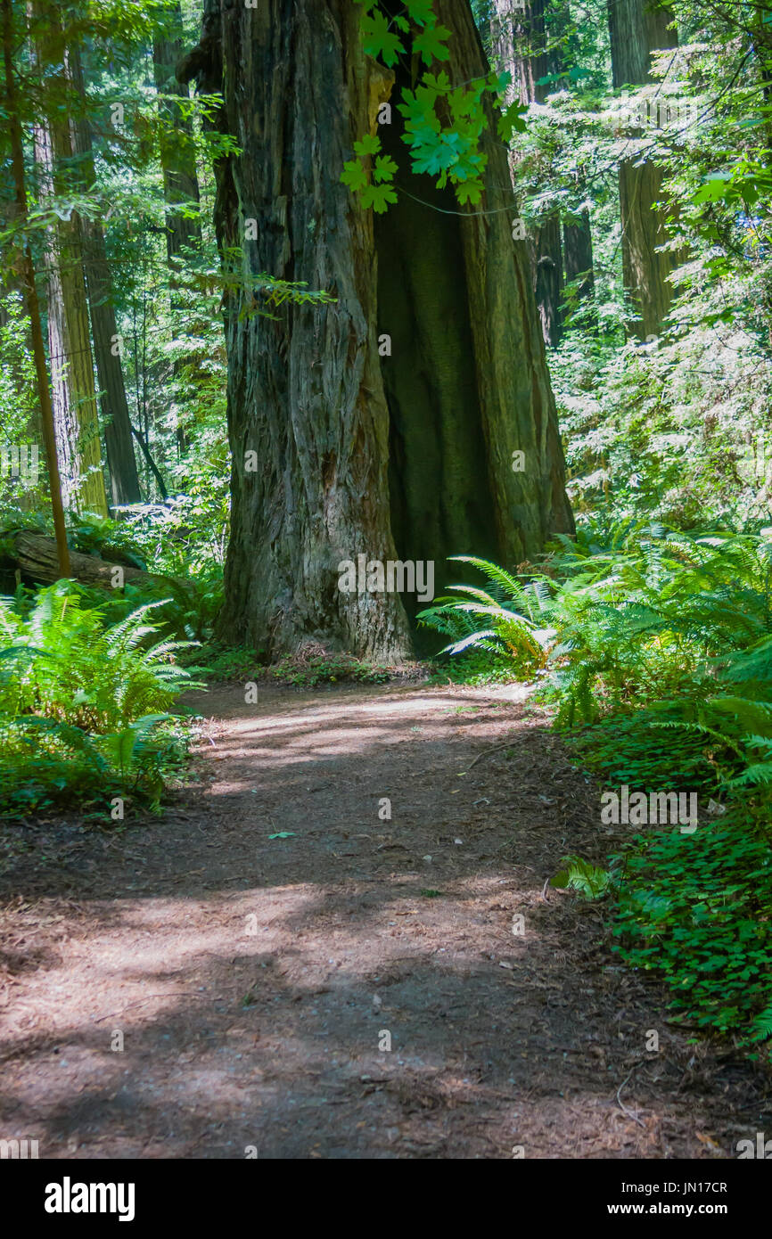 path to big tree with hole at base Stock Photo - Alamy