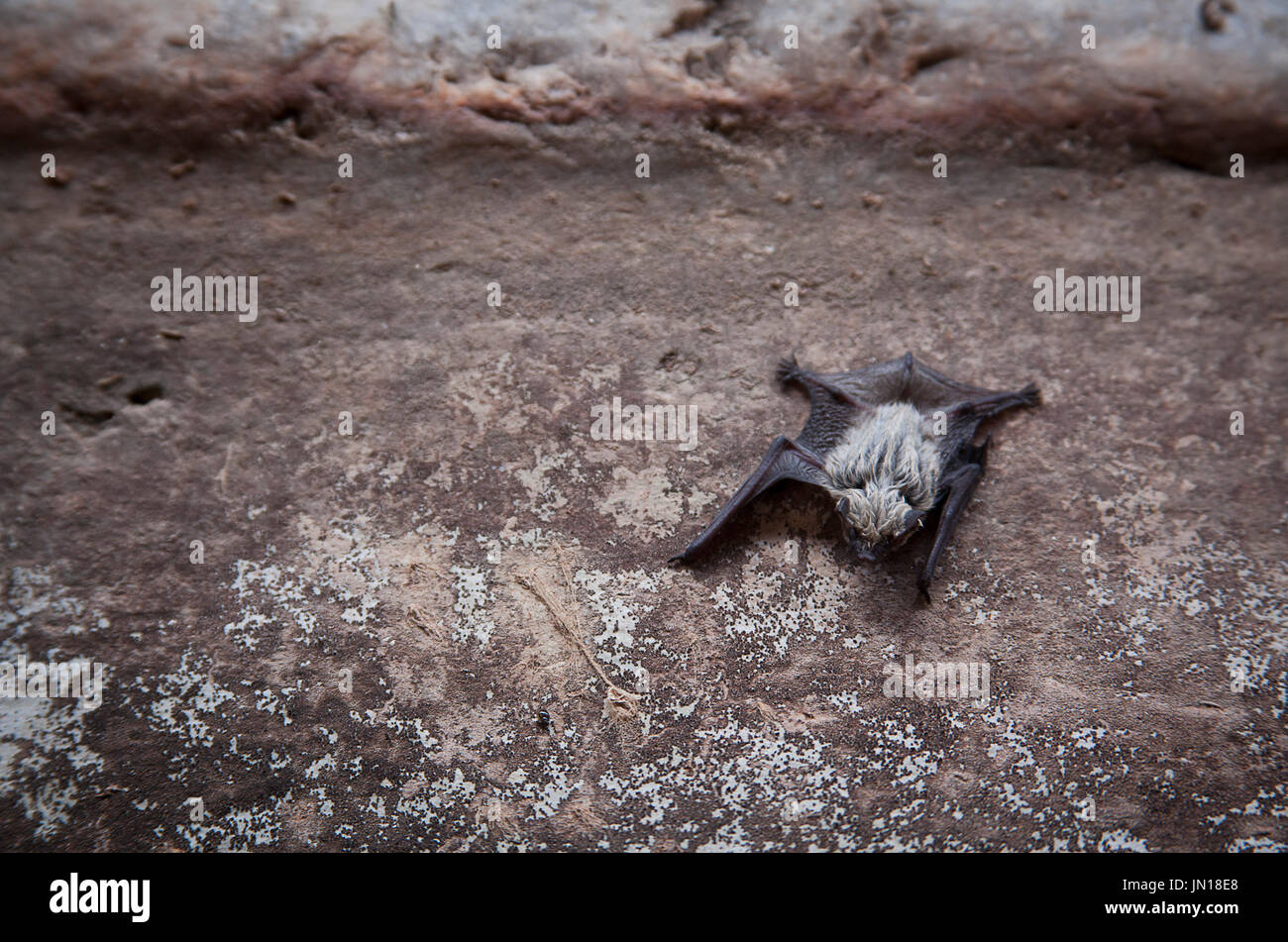Silver haired bat hi-res stock photography and images - Alamy