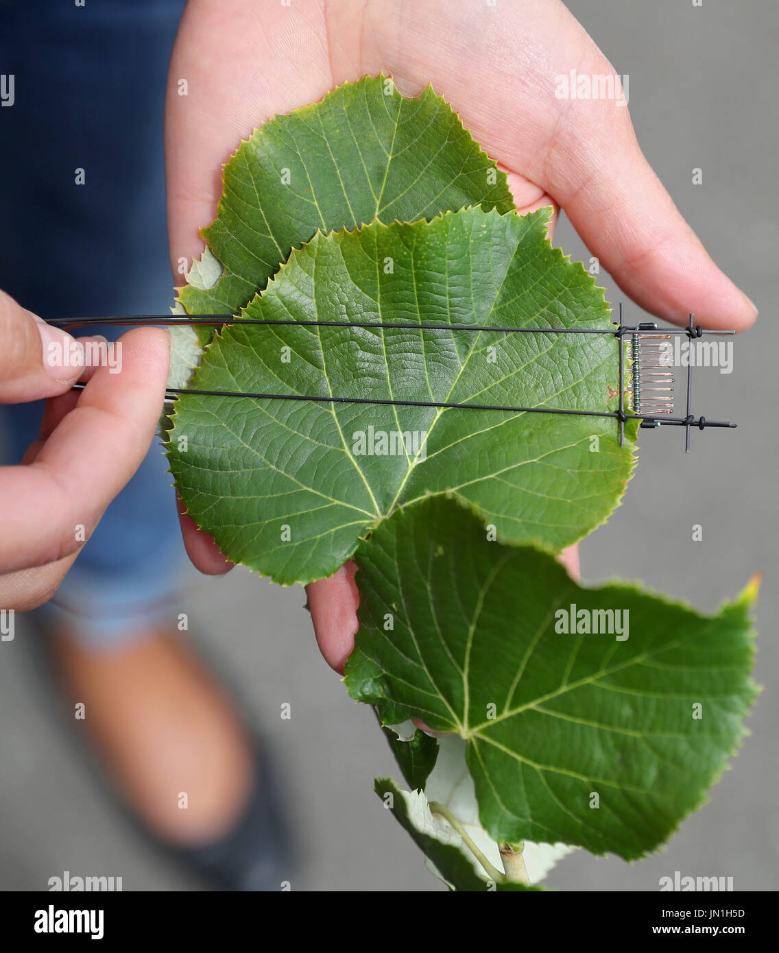 Leave less trees hi-res stock photography and images - Alamy