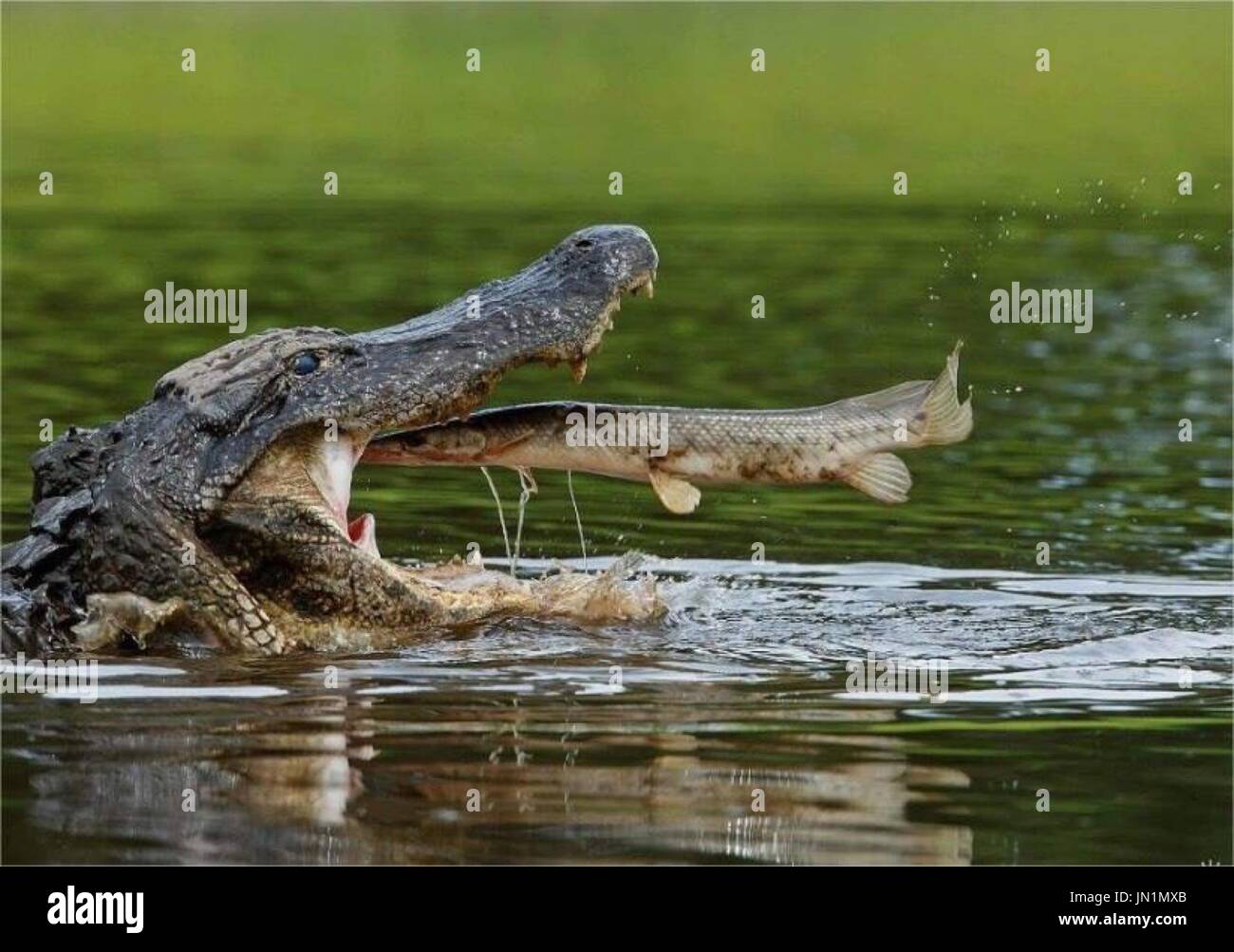 Crocodile Bird Teeth Stock Photos & Crocodile Bird Teeth Stock Images ...