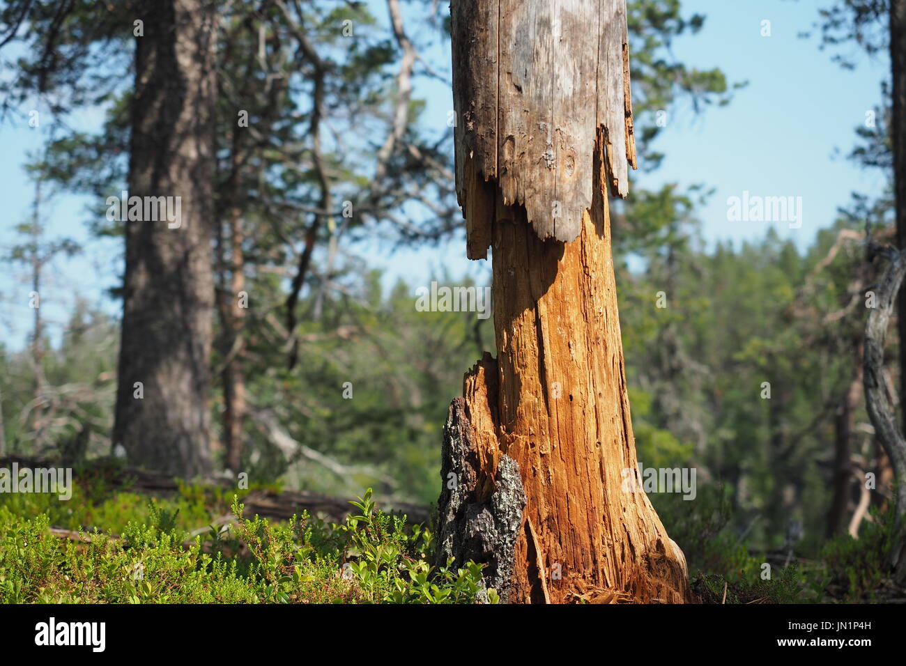 Worn out log hi-res stock photography and images - Alamy