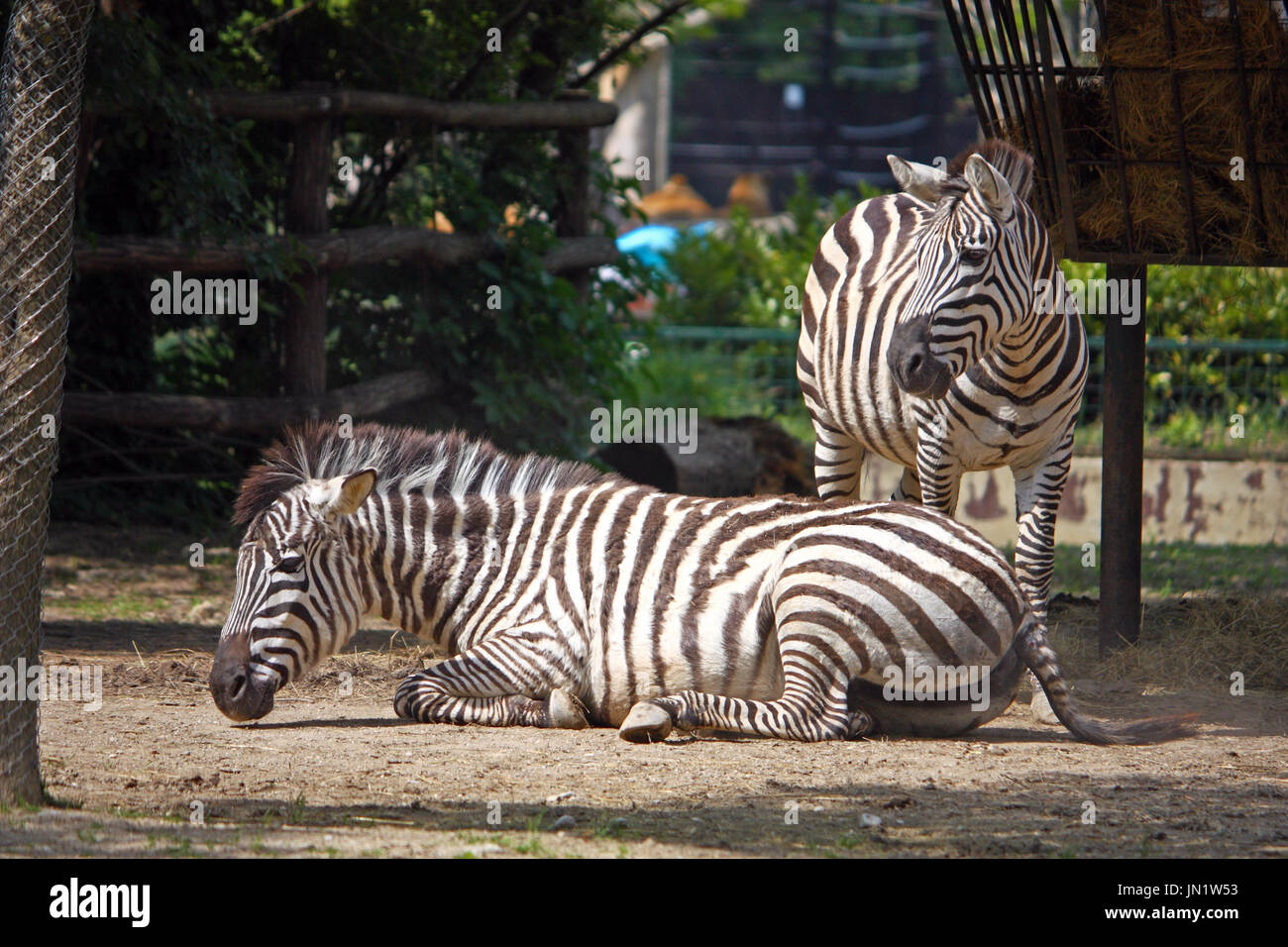 Zebra, equus quagga, African mammals, photographed at the zoo Stock ...