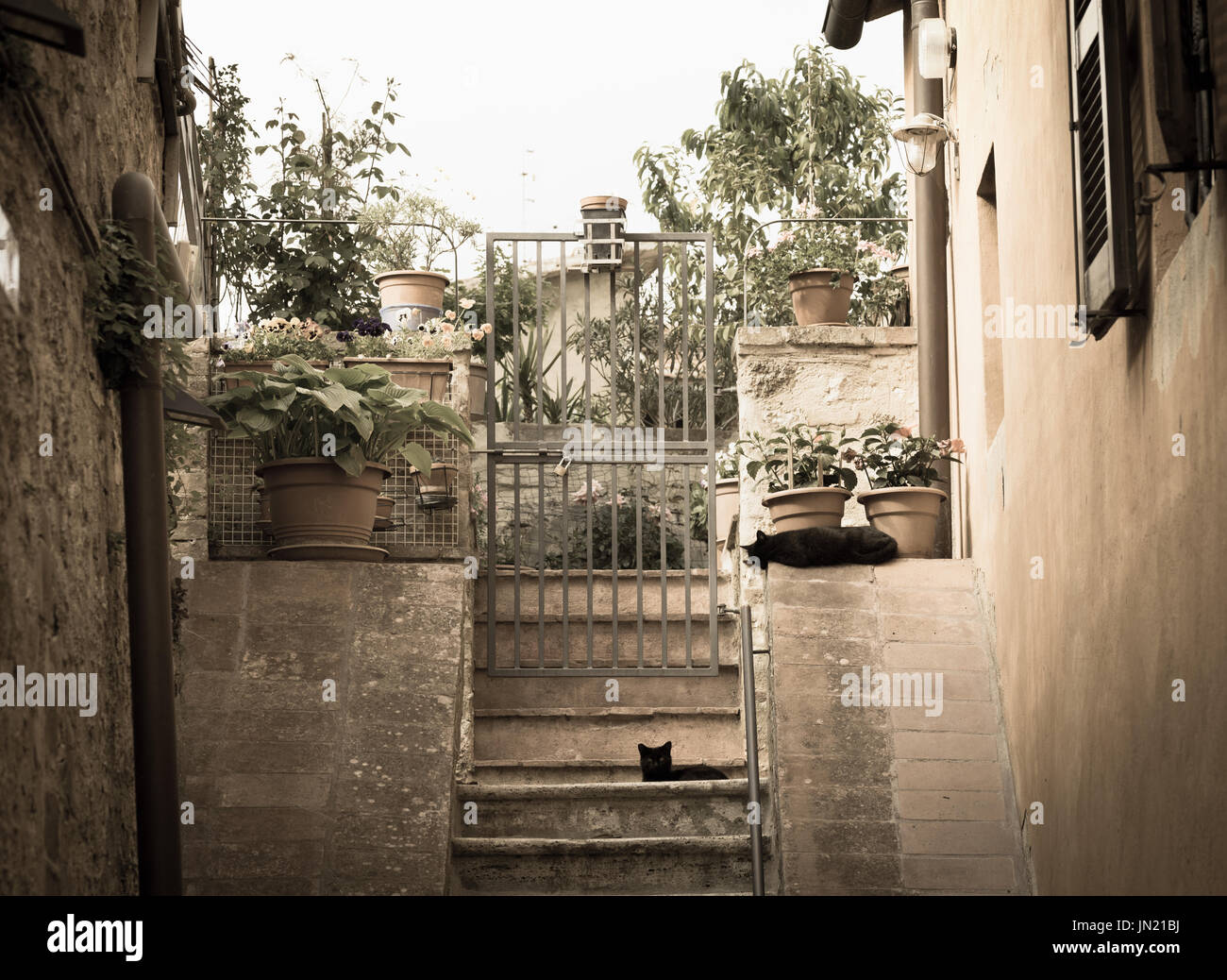 Cat near house hi-res stock photography and images - Alamy