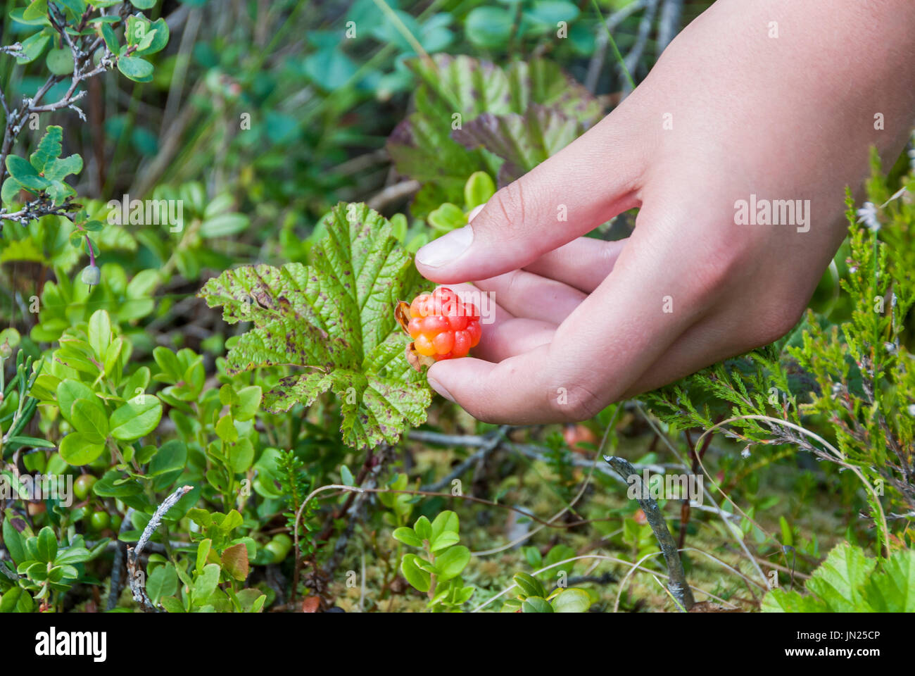 Arctic berry picking hi-res stock photography and images - Alamy