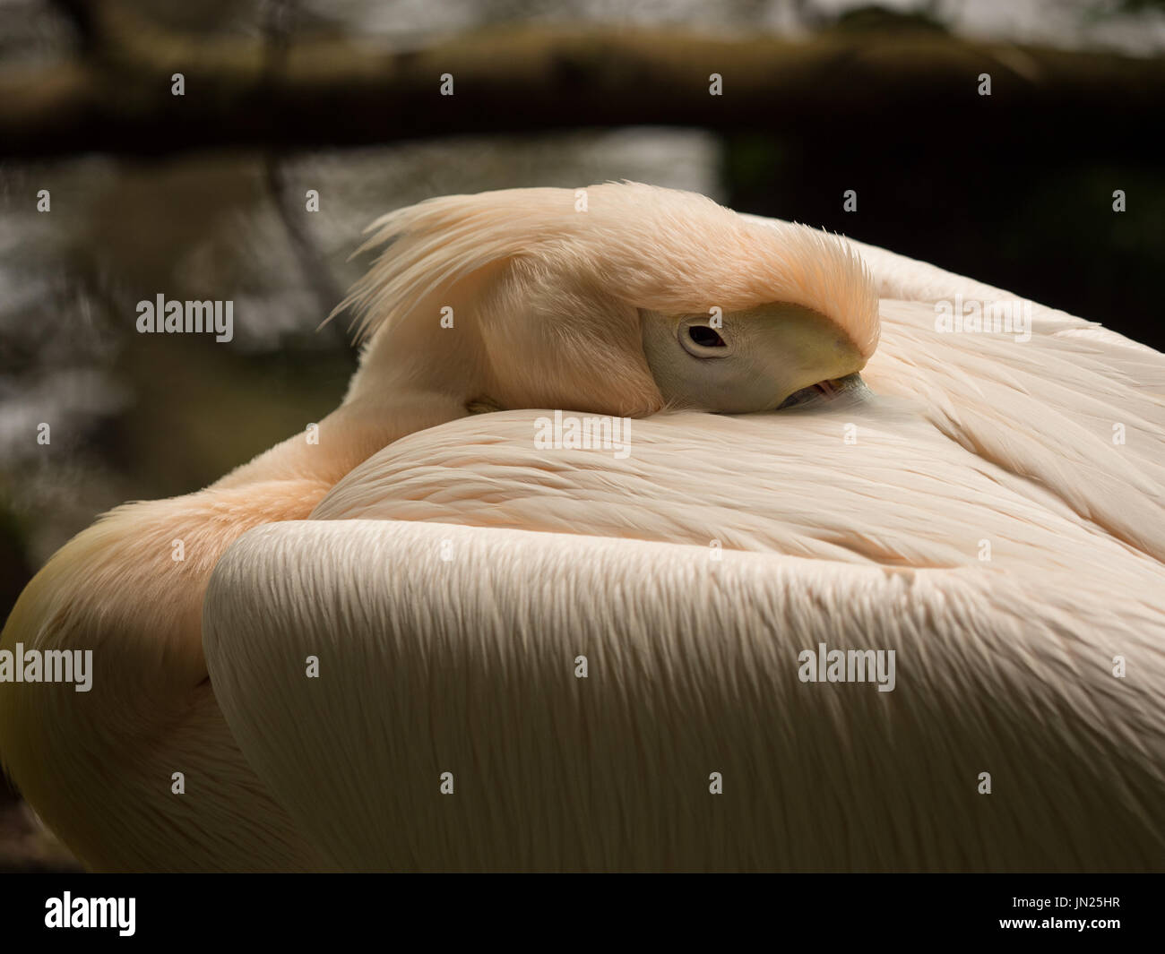 Sleeping pelican hi-res stock photography and images - Alamy