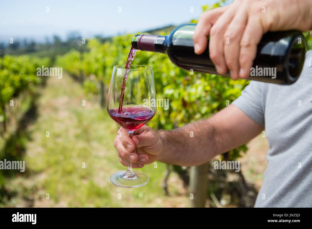 Mid section of vintner examining wine in vineyard Stock Photo - Alamy