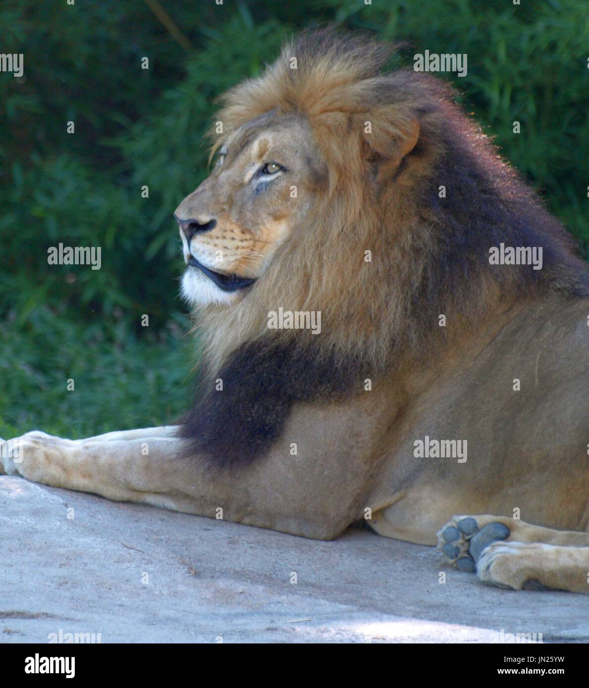 Male lion hi-res stock photography and images - Alamy
