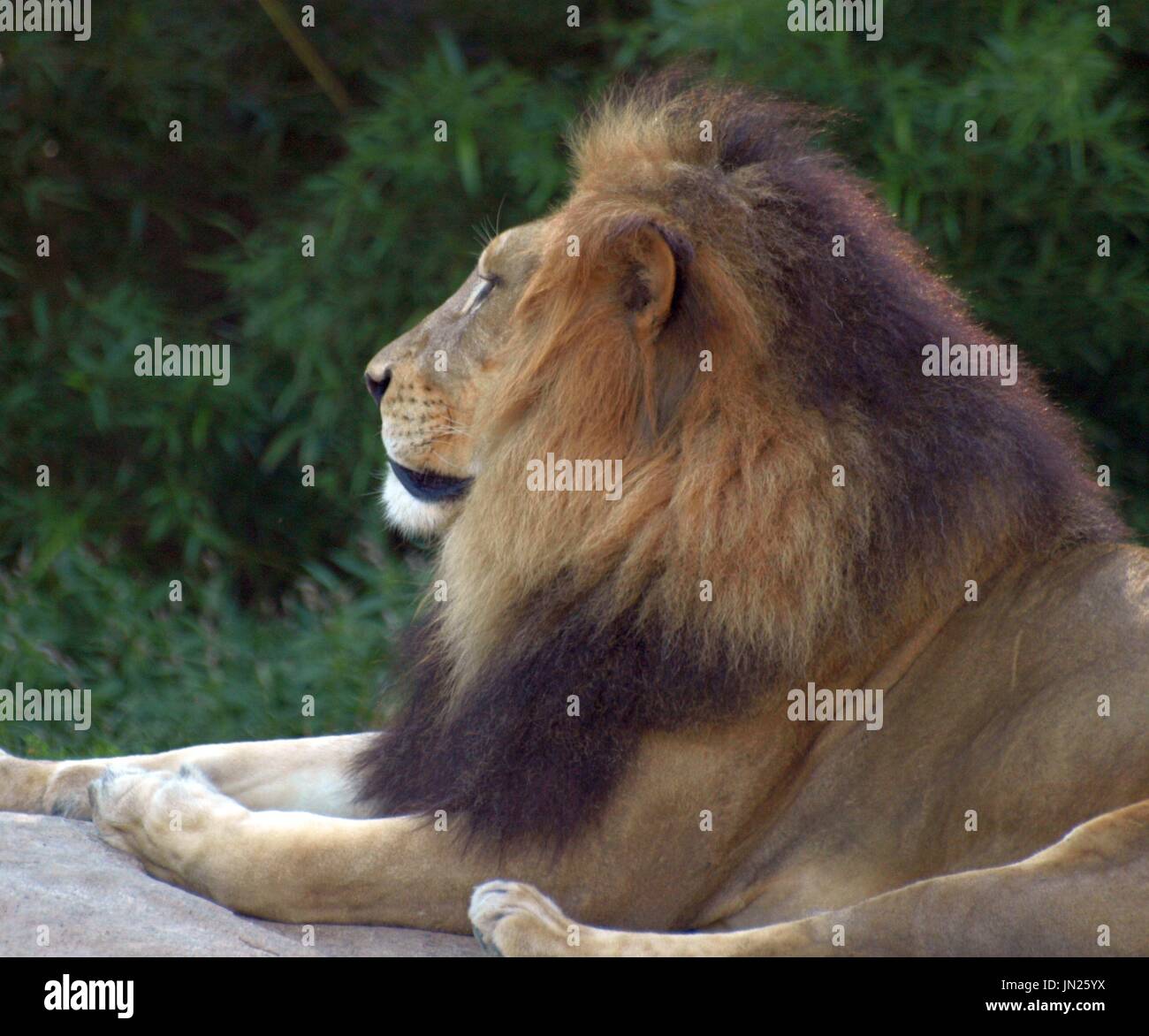 Male lion looking out rock hi-res stock photography and images - Alamy
