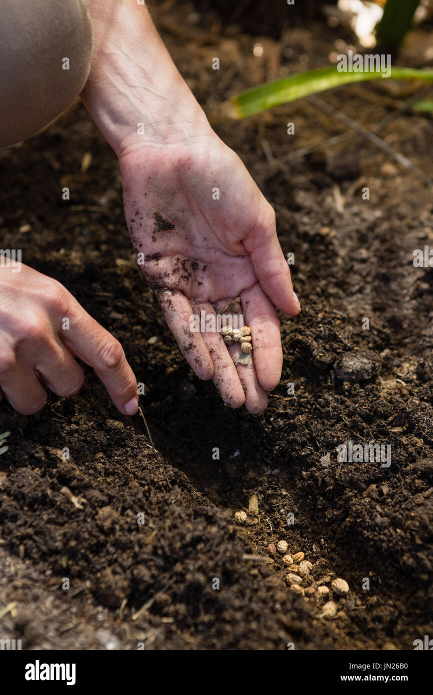 Woman gardener sowing seeds hi-res stock photography and images - Alamy