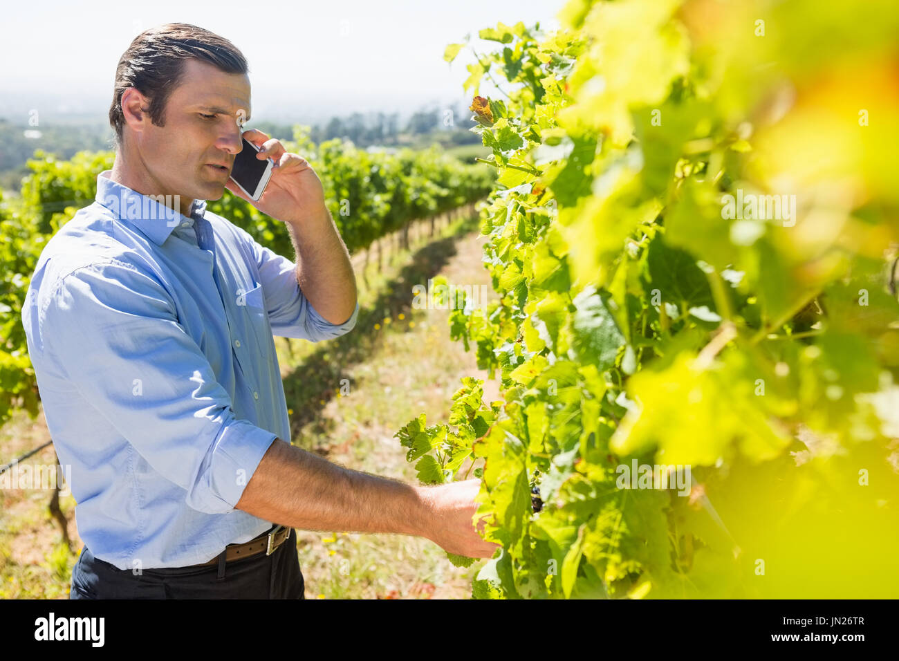 Vintner talking on mobile phone while examining grapes in vineyard ...