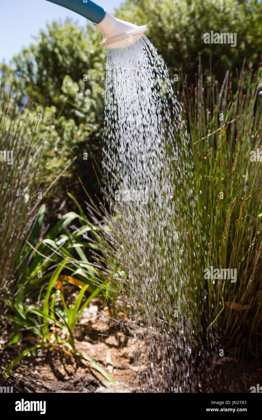 Plant being watered hi-res stock photography and images - Alamy