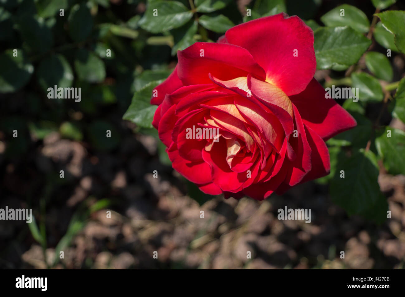 Beautiful colorful Rose Flower on garden background Stock Photo - Alamy