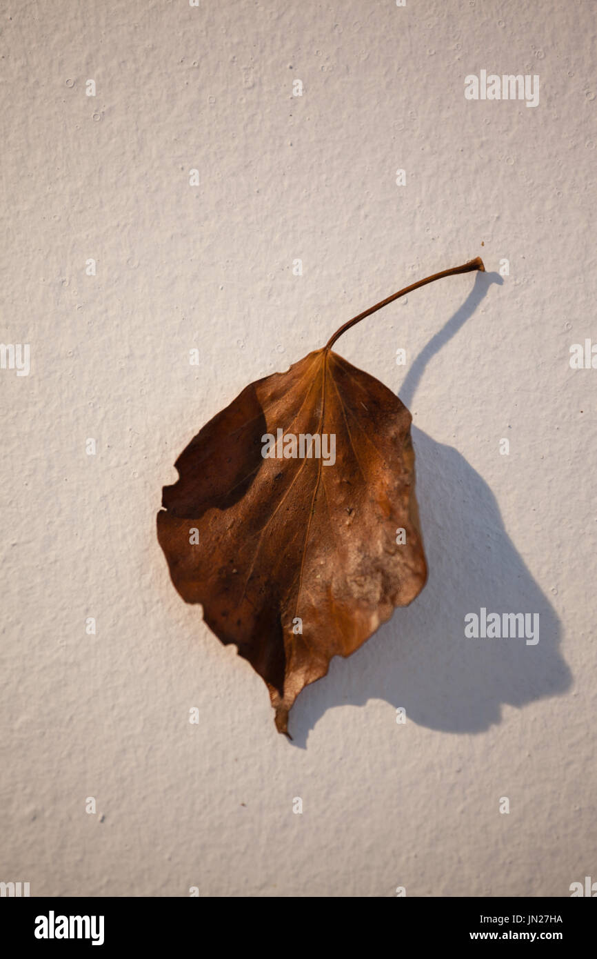 Overhead of autumn leave on white background Stock Photo - Alamy