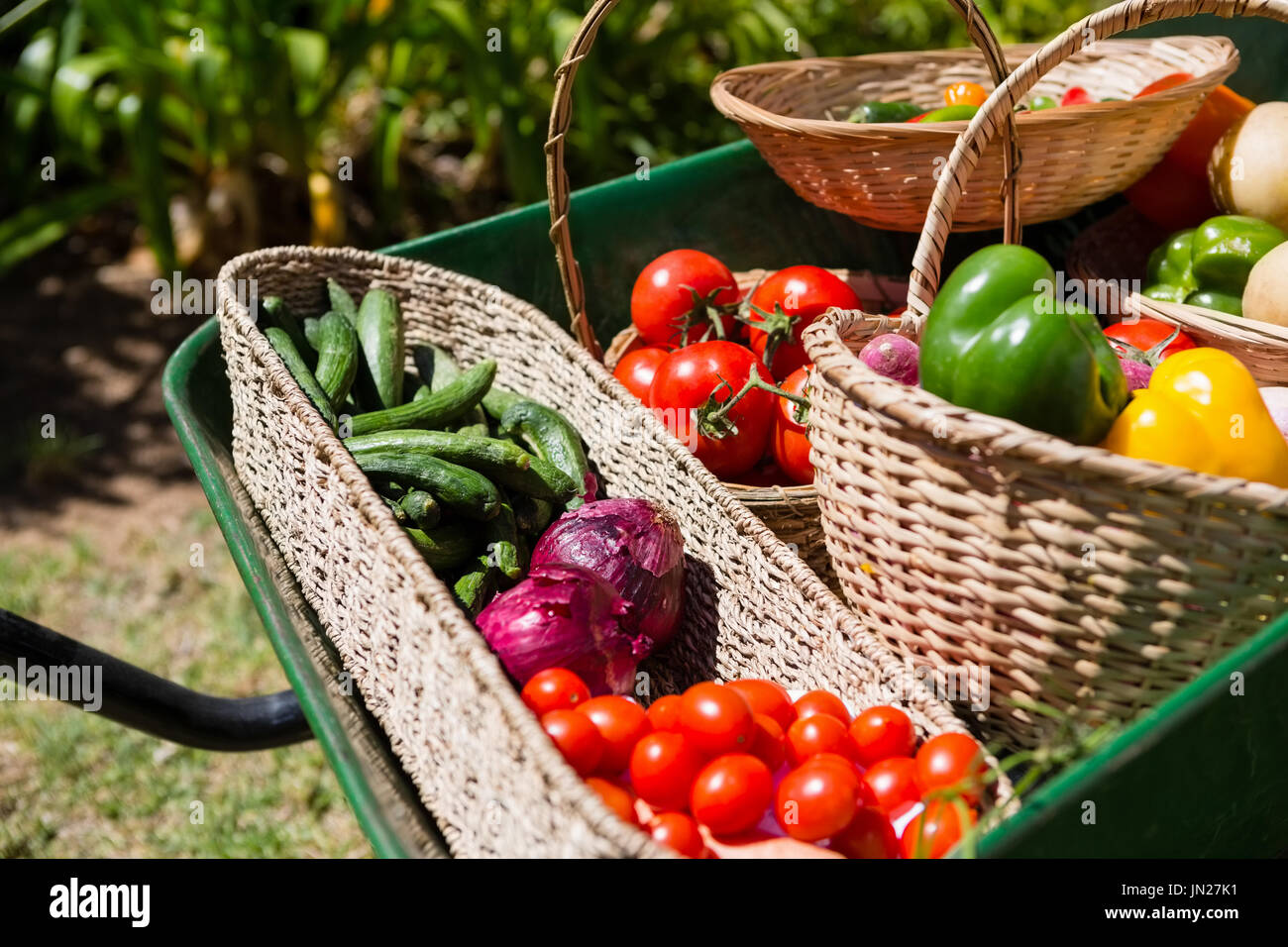 Various fresh vegetables in wheelbarrow at farm Stock Photo - Alamy