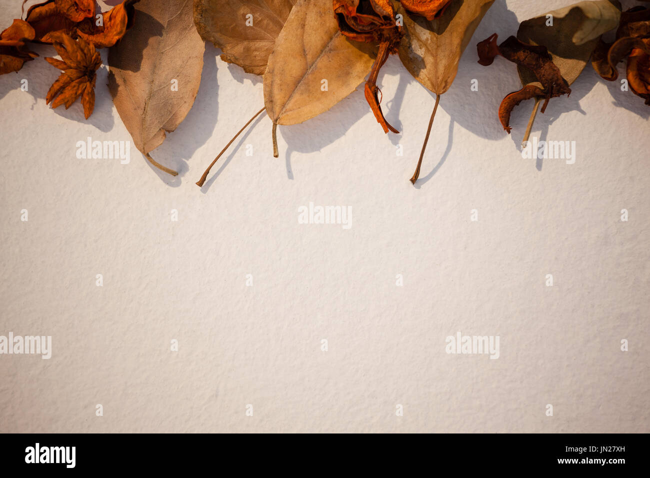 Overhead of autumn leaves on white background Stock Photo - Alamy