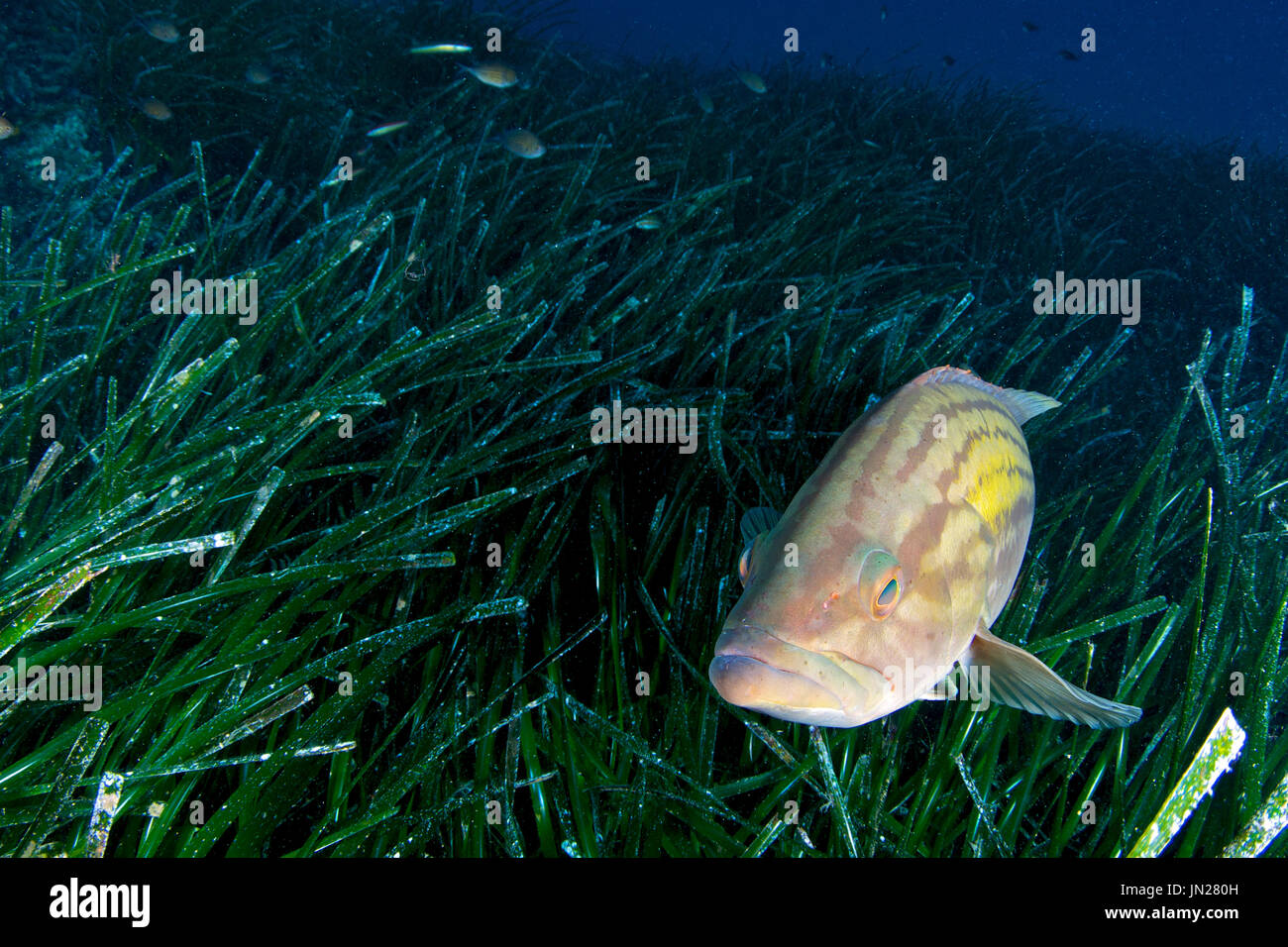 Goldblotch grouper (Epinephelus costae) among Neptune seagrass ...