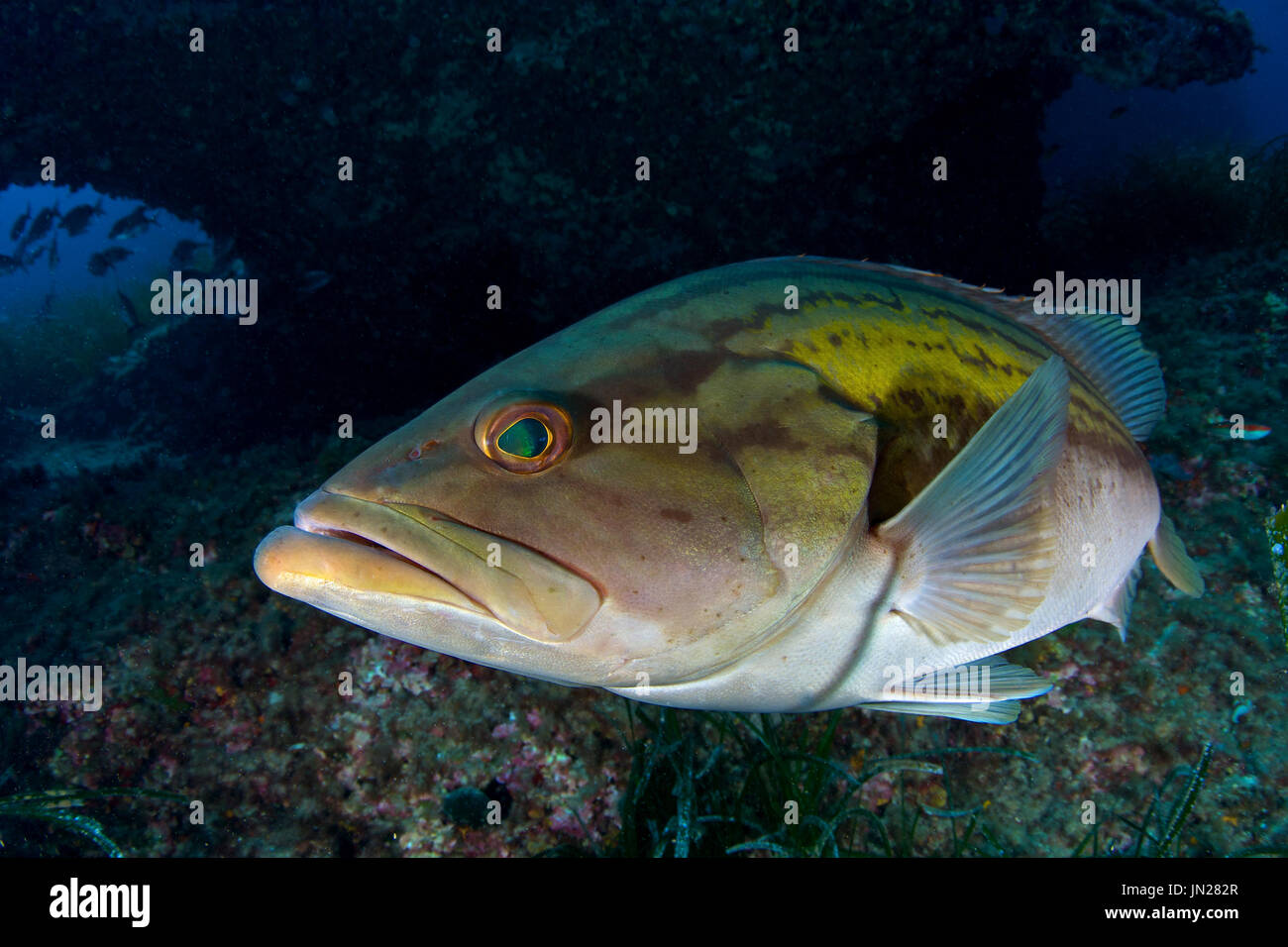 Golden Grouper