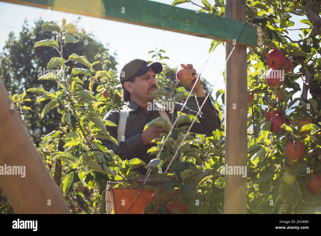 Focused on apples hi-res stock photography and images - Alamy