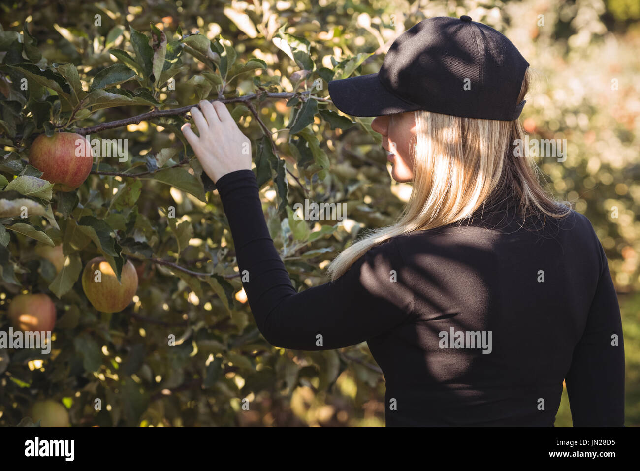 Inspecting tree hi-res stock photography and images - Alamy