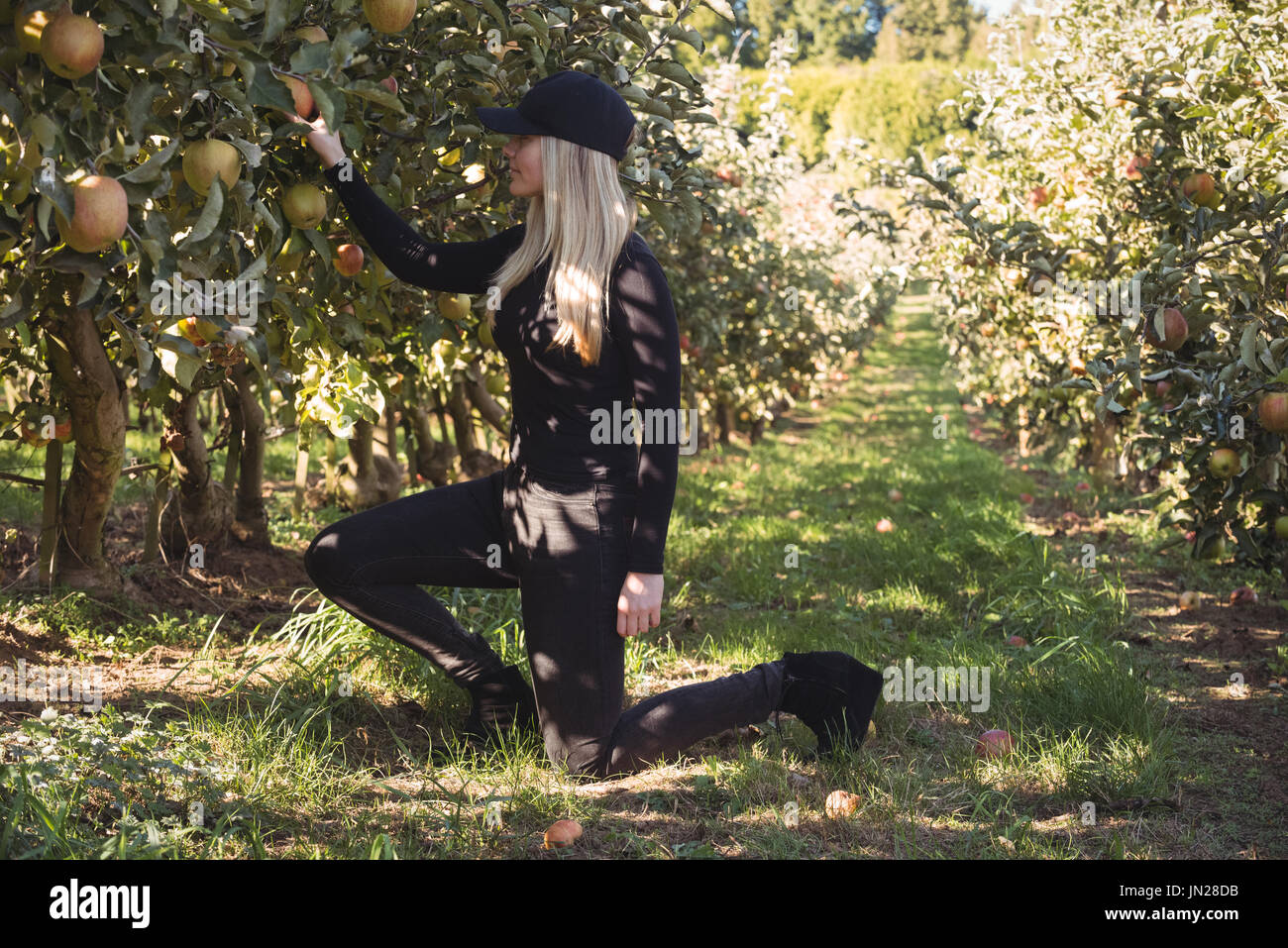 Inspecting tree hi-res stock photography and images - Alamy