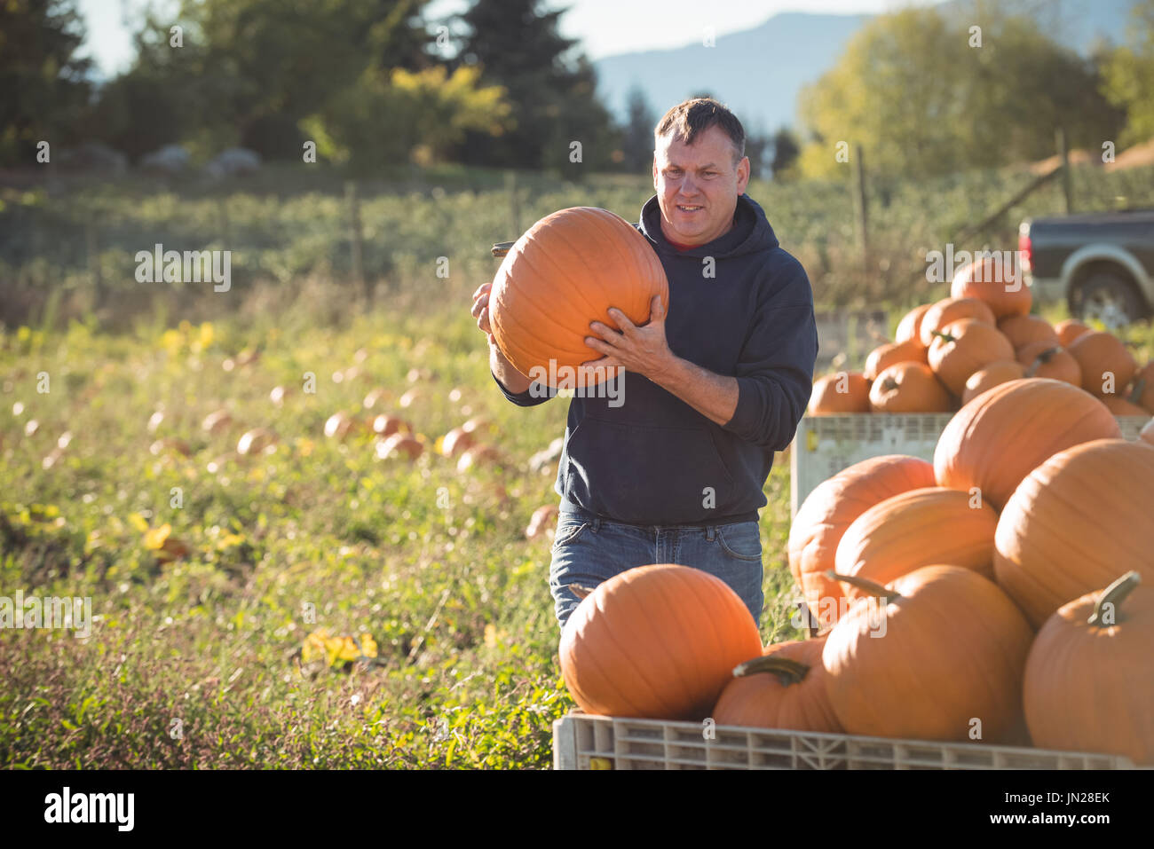 Mature growth pumpkin field hi-res stock photography and images - Alamy
