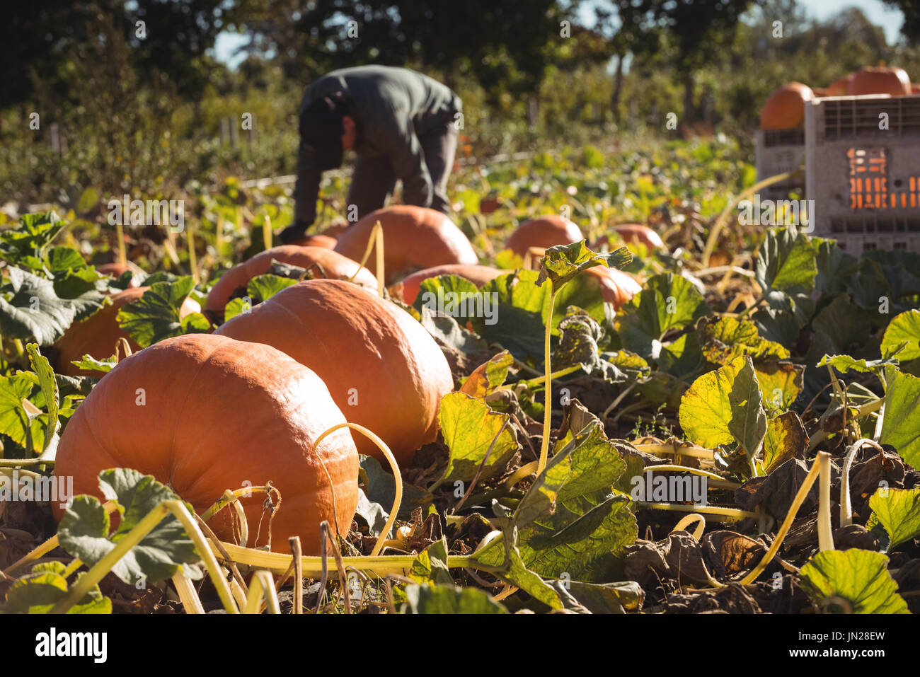 Bending working farm agriculture teamwork nature hi-res stock ...