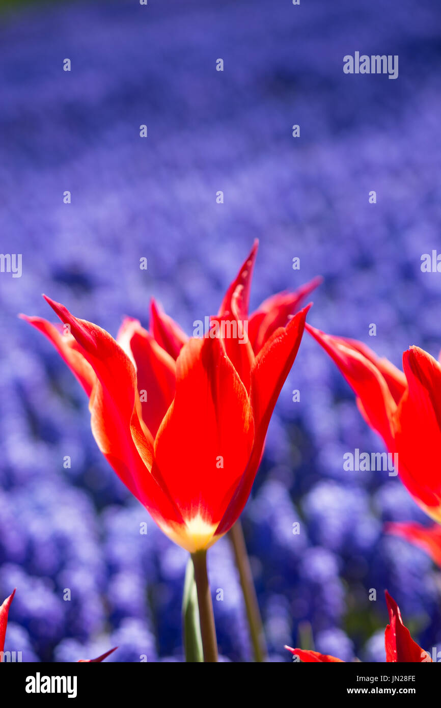 Red color tulip flowers bloom in the garden Stock Photo - Alamy