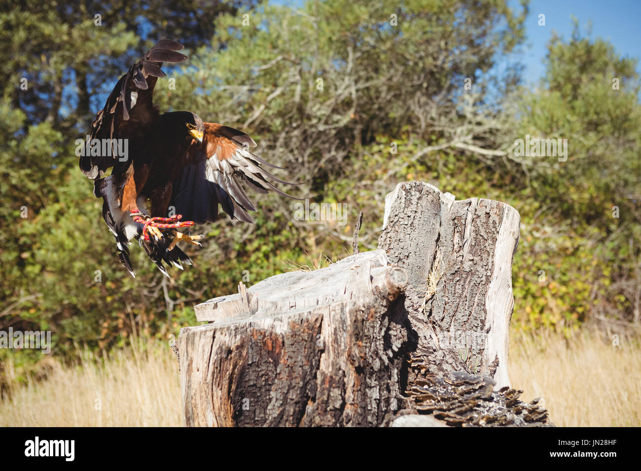Golden eagle landing on tree stump during sunny day Stock Photo - Alamy
