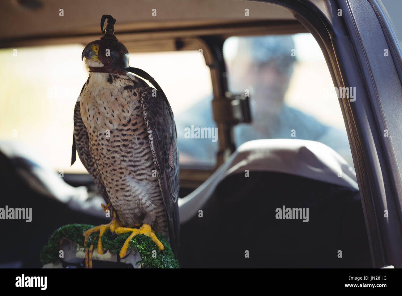 Close up of sparrowhawk in car with man in background Stock Photo - Alamy