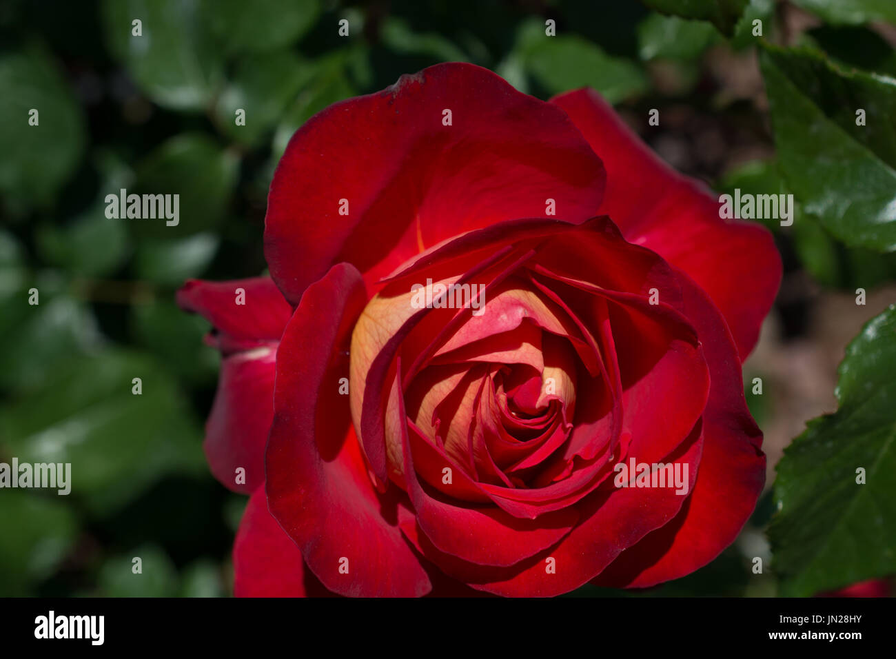 Beautiful colorful Rose Flower on garden background Stock Photo - Alamy