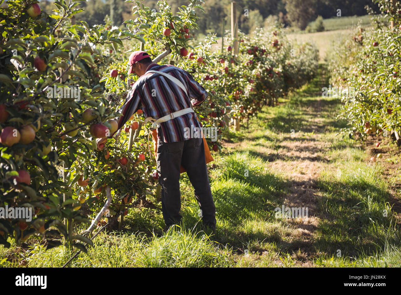 Apple collecting bag hi-res stock photography and images - Alamy