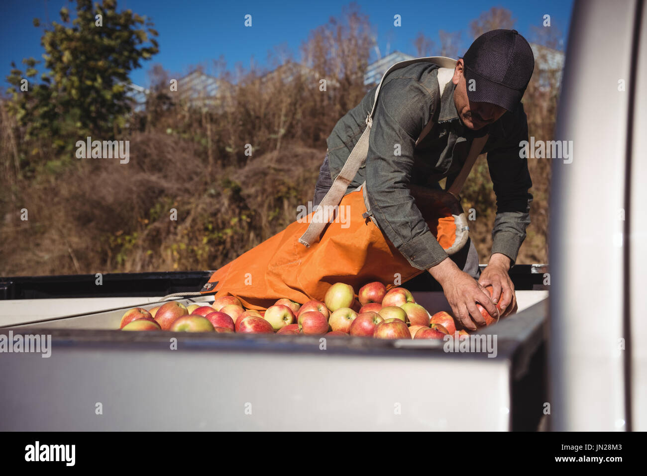 Farmer loading apples in truck on a sunny day Stock Photo - Alamy