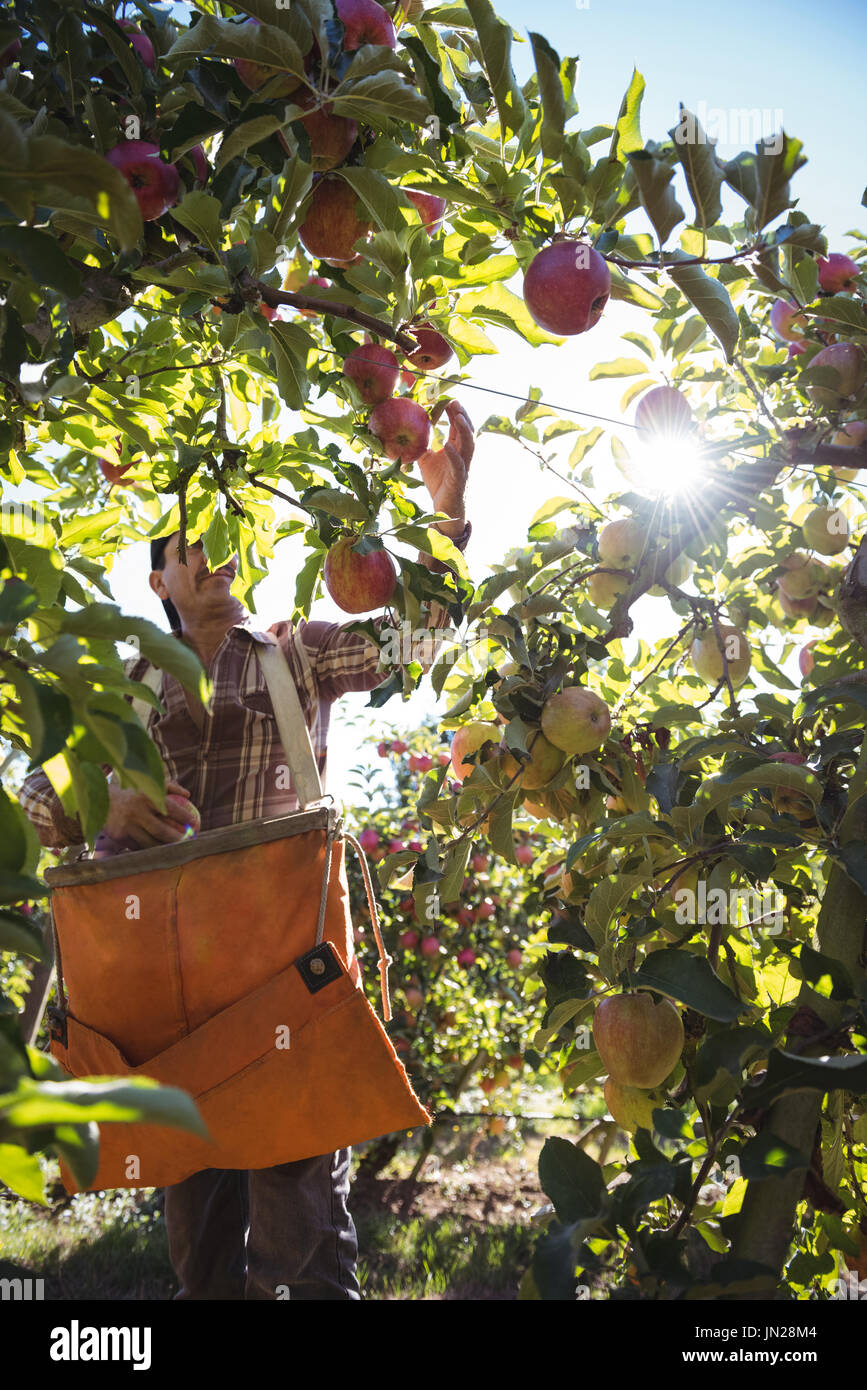 Apple collecting bag hi-res stock photography and images - Alamy