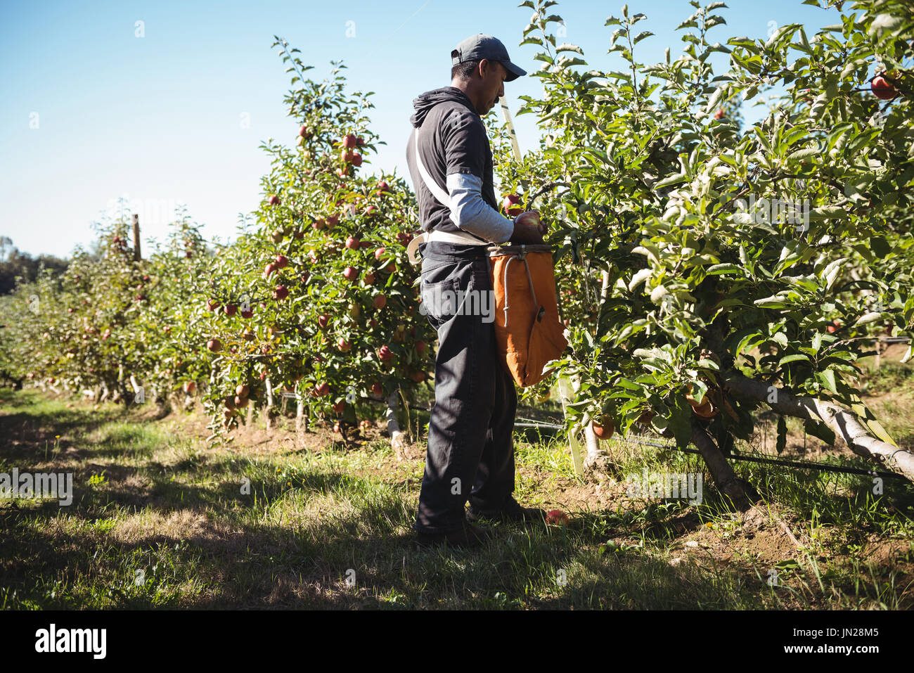 Apple collecting bag hi-res stock photography and images - Alamy