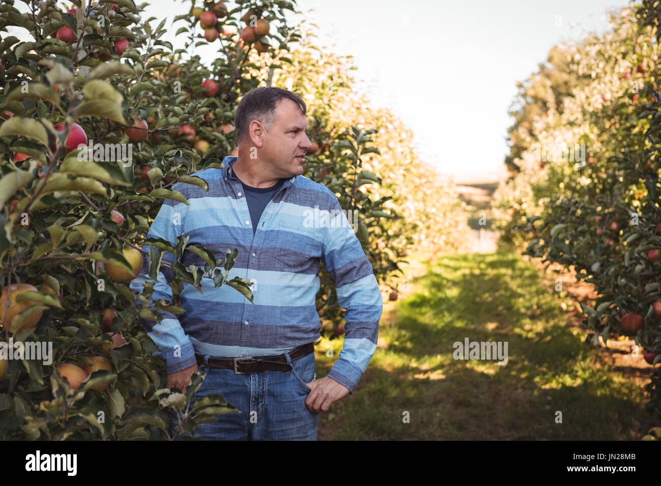 Farmer apple orchard hi-res stock photography and images - Alamy