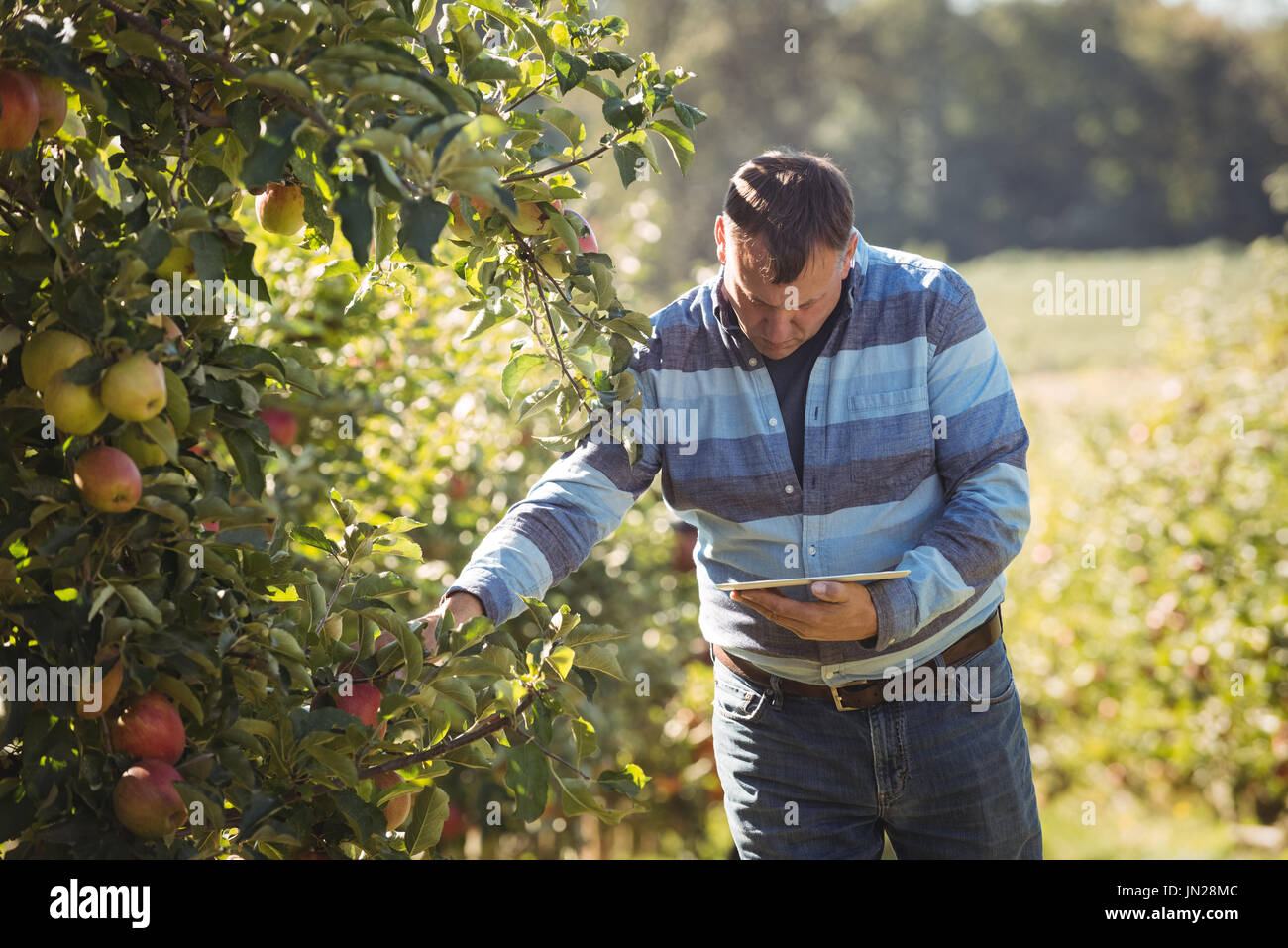 Farmer using digital tablet while inspecting apple tree in apple ...
