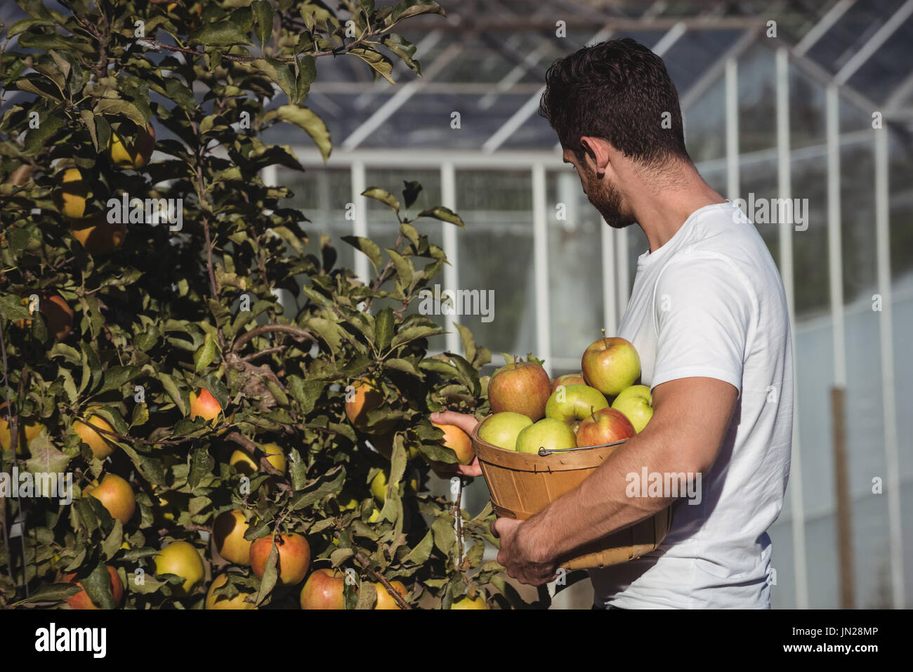 Apple collecting bucket hi-res stock photography and images - Alamy