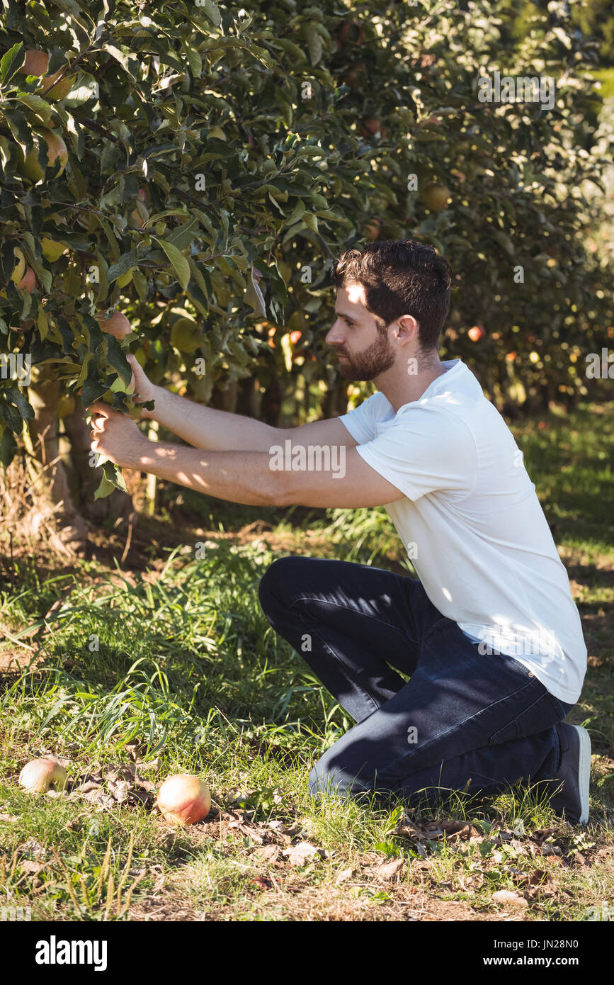 Male farmer examining apple tree Stock Photo - Alamy