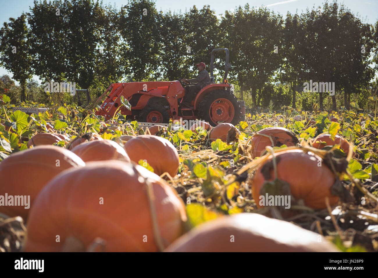 Tractor in a pumpkin field hi-res stock photography and images - Alamy