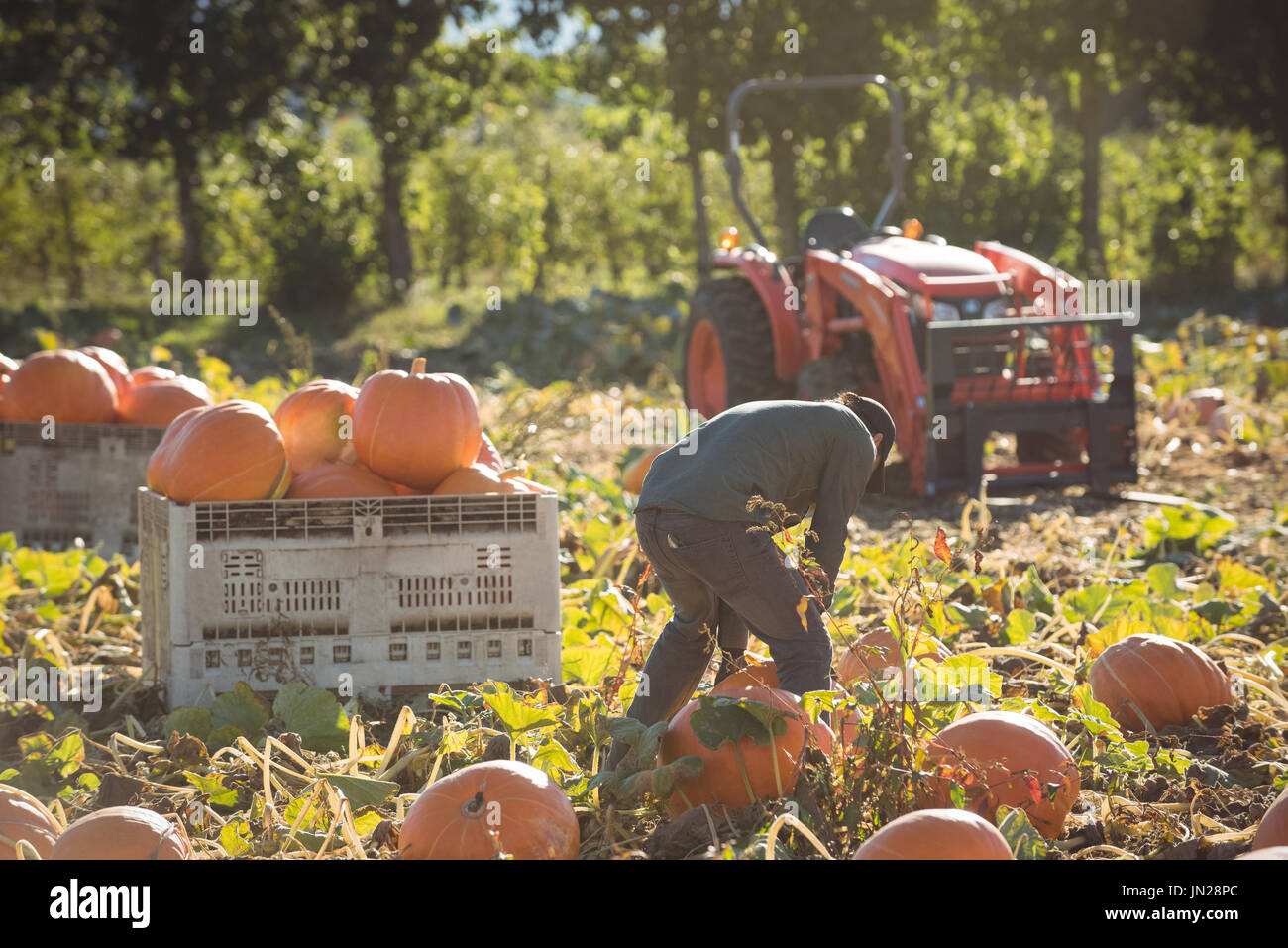 Bending working farm agriculture teamwork nature hi-res stock ...