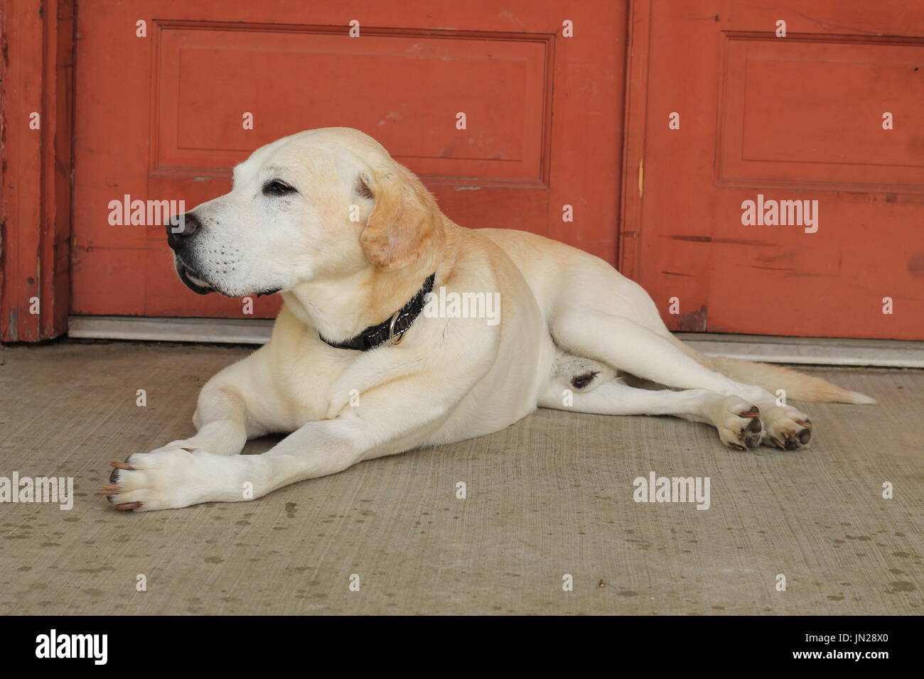 Red nose retriever hi-res stock photography and images - Alamy