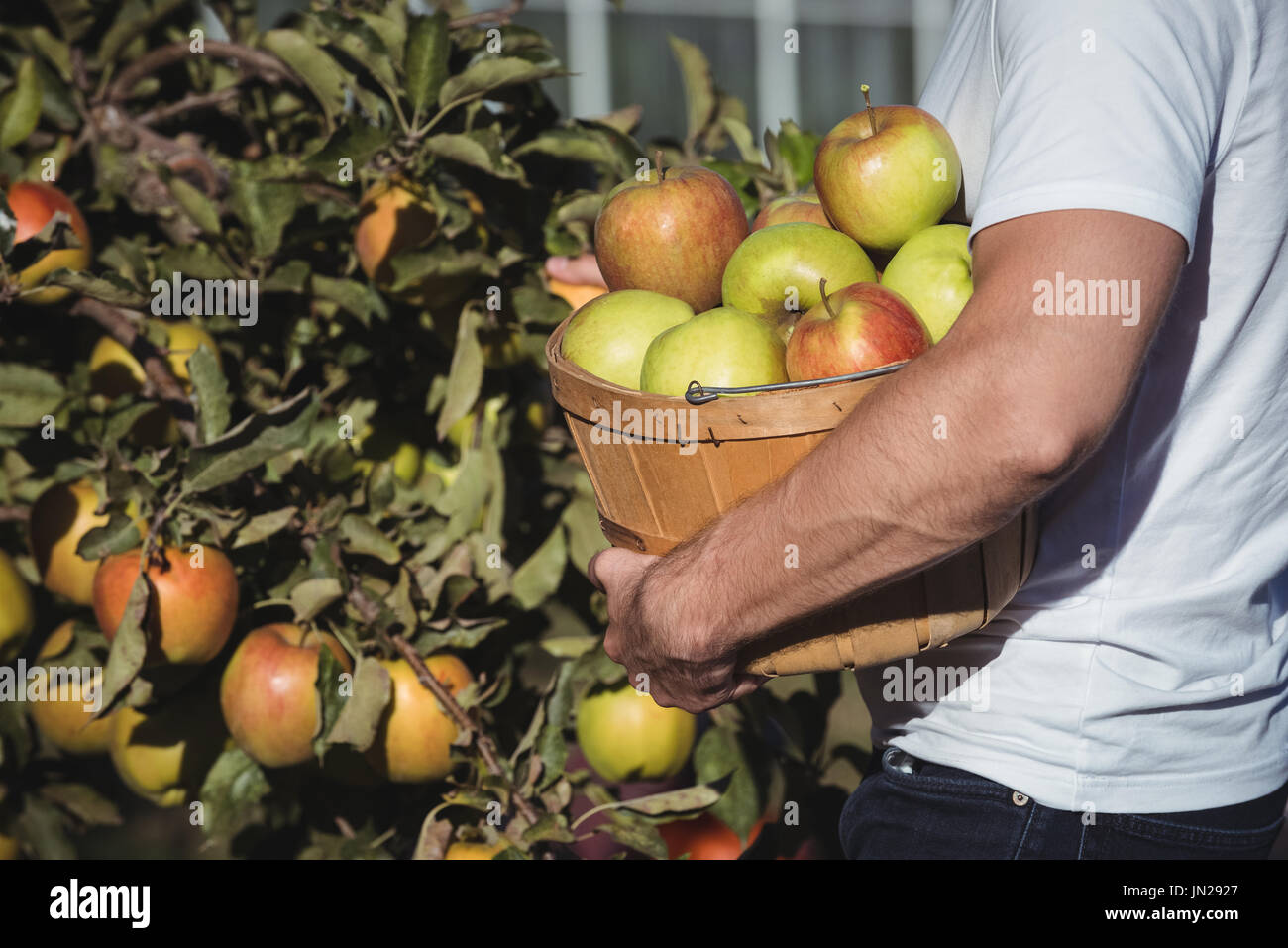 Male farmer collecting apples Stock Photo - Alamy
